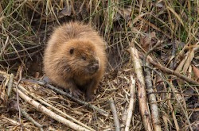 Dier in beeld: bever - Het Flevo-landschap