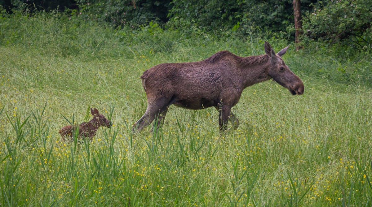 Eland - Het Flevo-landschap