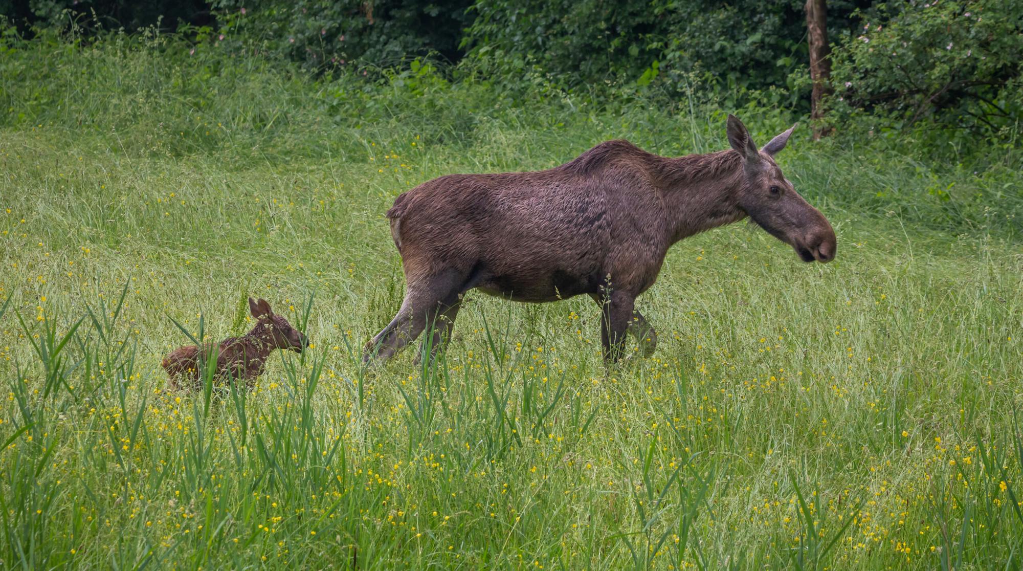 Moose - Het Flevo-landschap