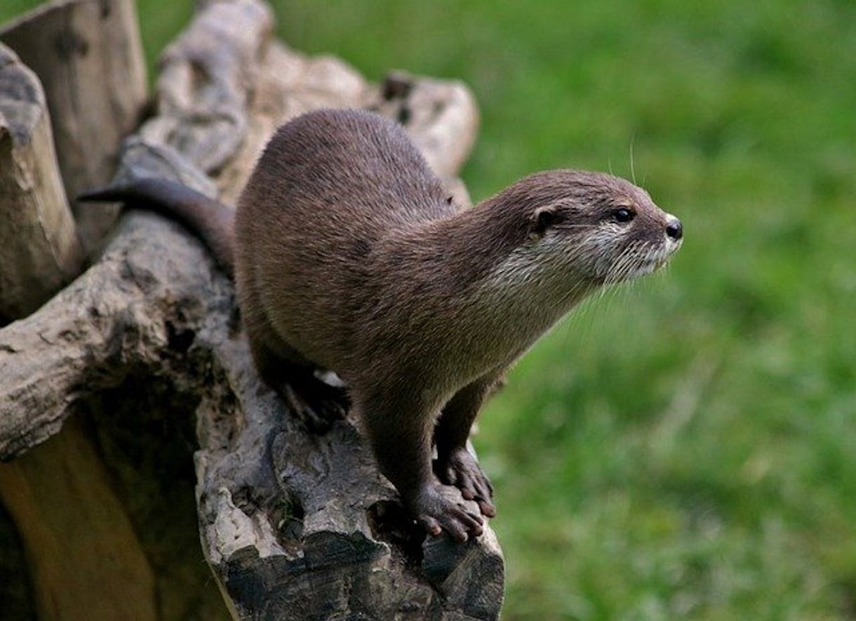 Europese otter - Het Flevo-landschap