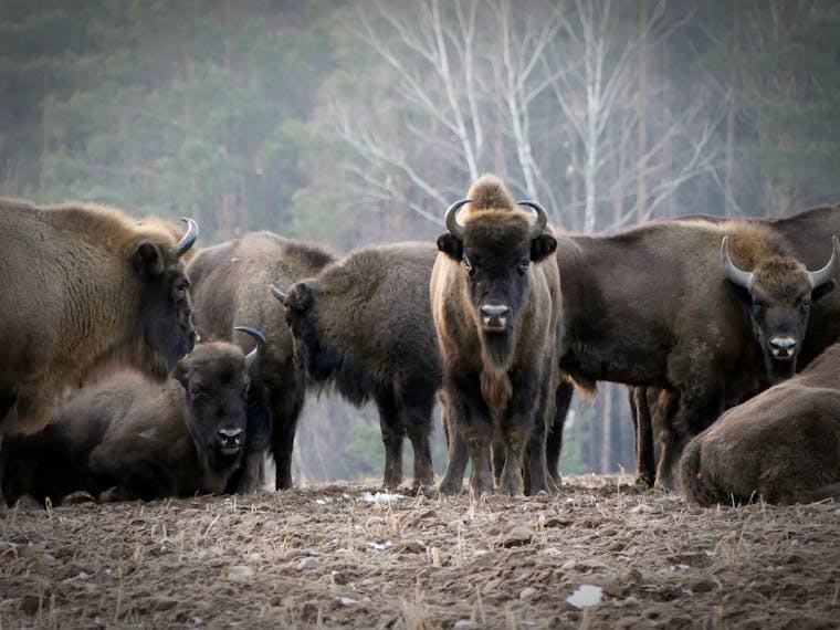 Europäischer Bison - Het Flevo-landschap