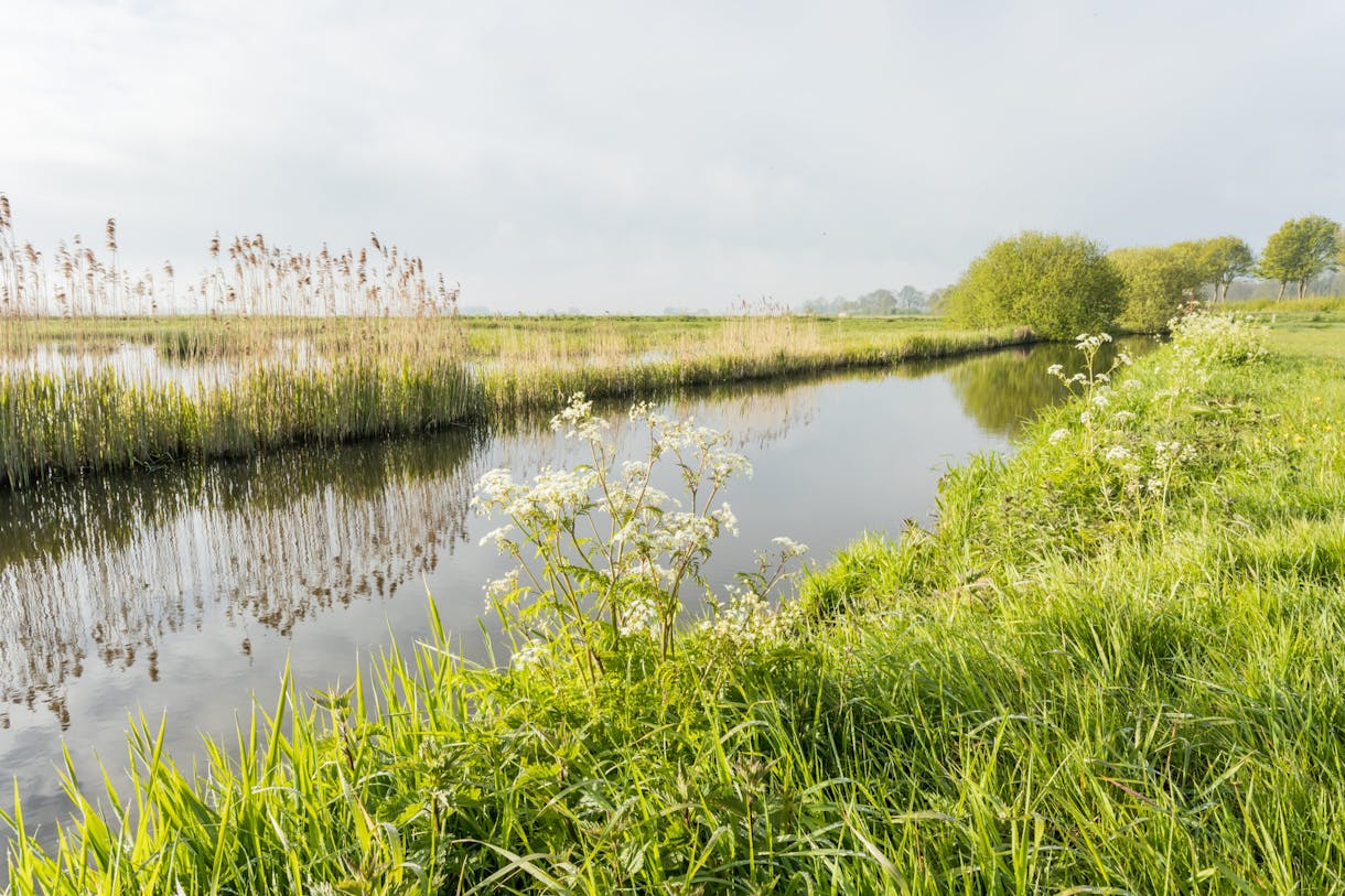 Natuurontwikkeling - Het Flevo-landschap