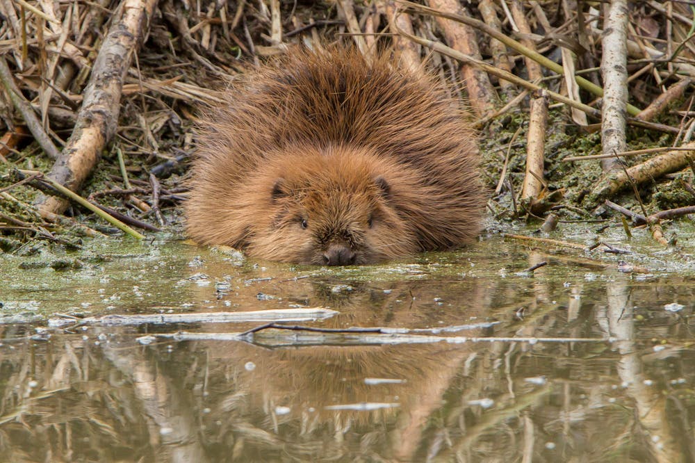 Dier in beeld: bever - Het Flevo-landschap