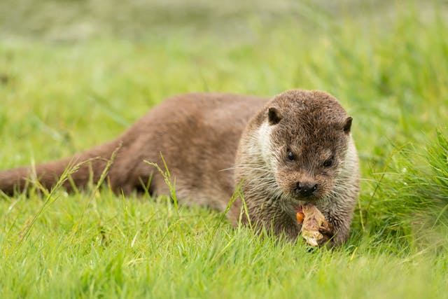 European otter - Het Flevo-landschap