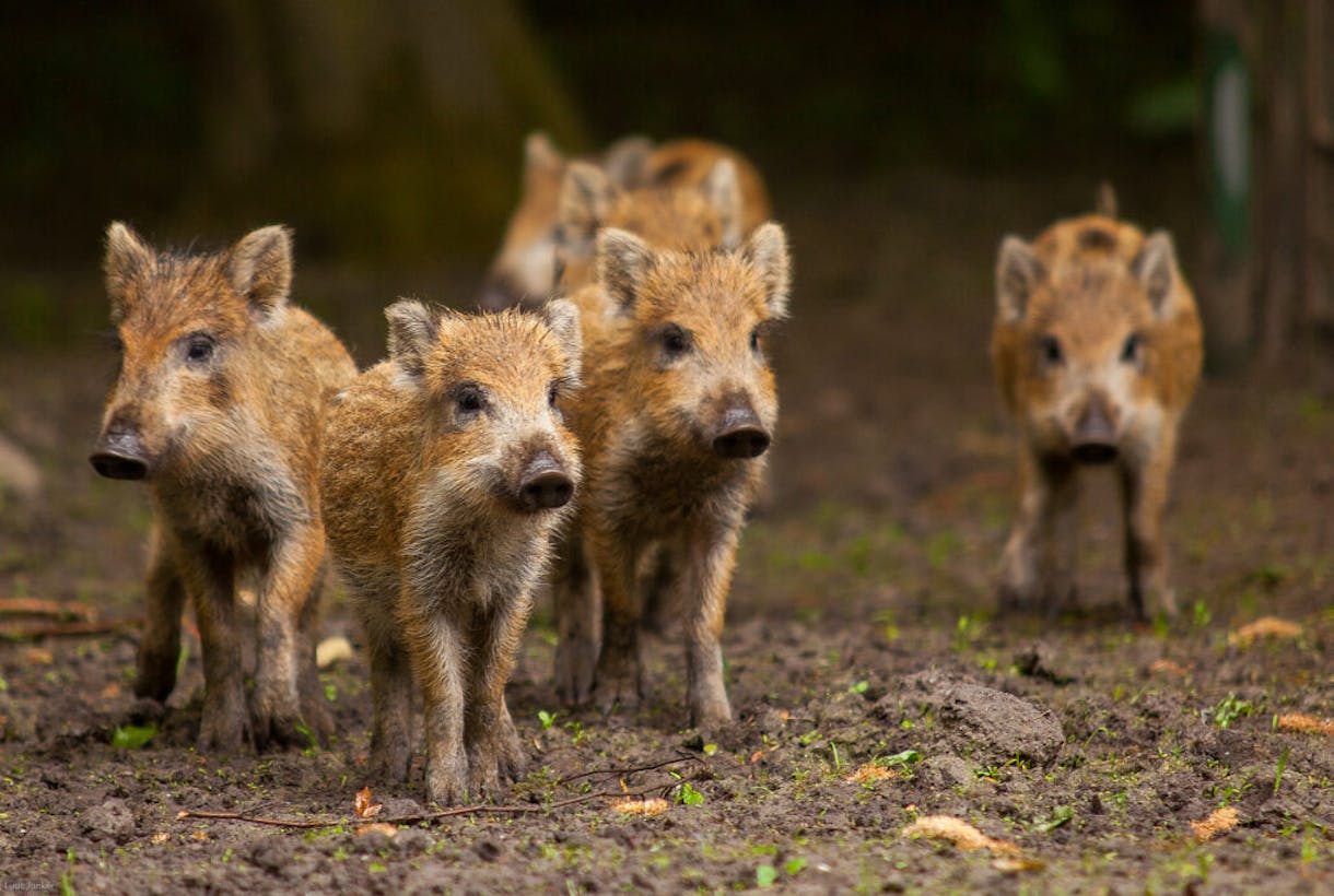 Wild zwijn - Het Flevo-landschap