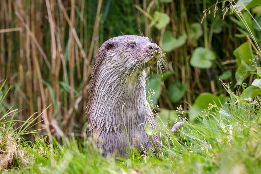 Dieren Natuurpark Lelystad - Het Flevo-landschap