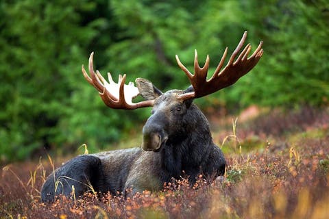 Moose - Het Flevo-landschap