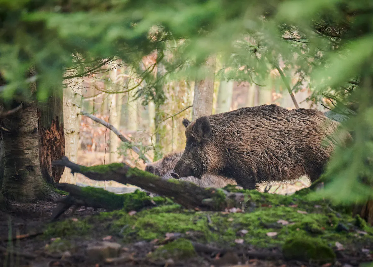 Wild zwijn - Het Flevo-landschap