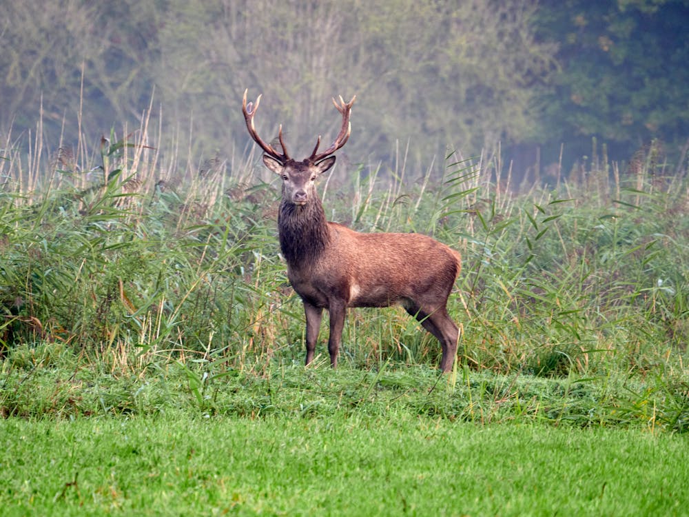 Edelhertenbronst: dat moet je meemaken - Het Flevo-landschap