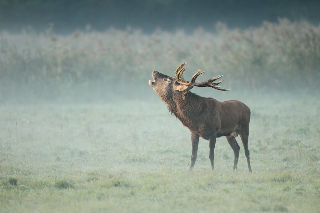 Red deer - Het Flevo-landschap