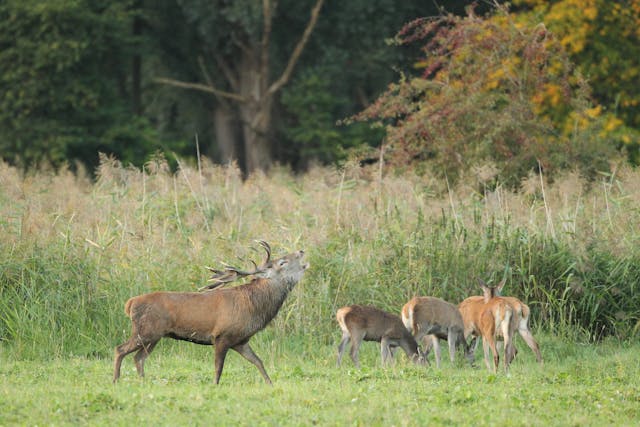 Bronst - Het Flevo-landschap