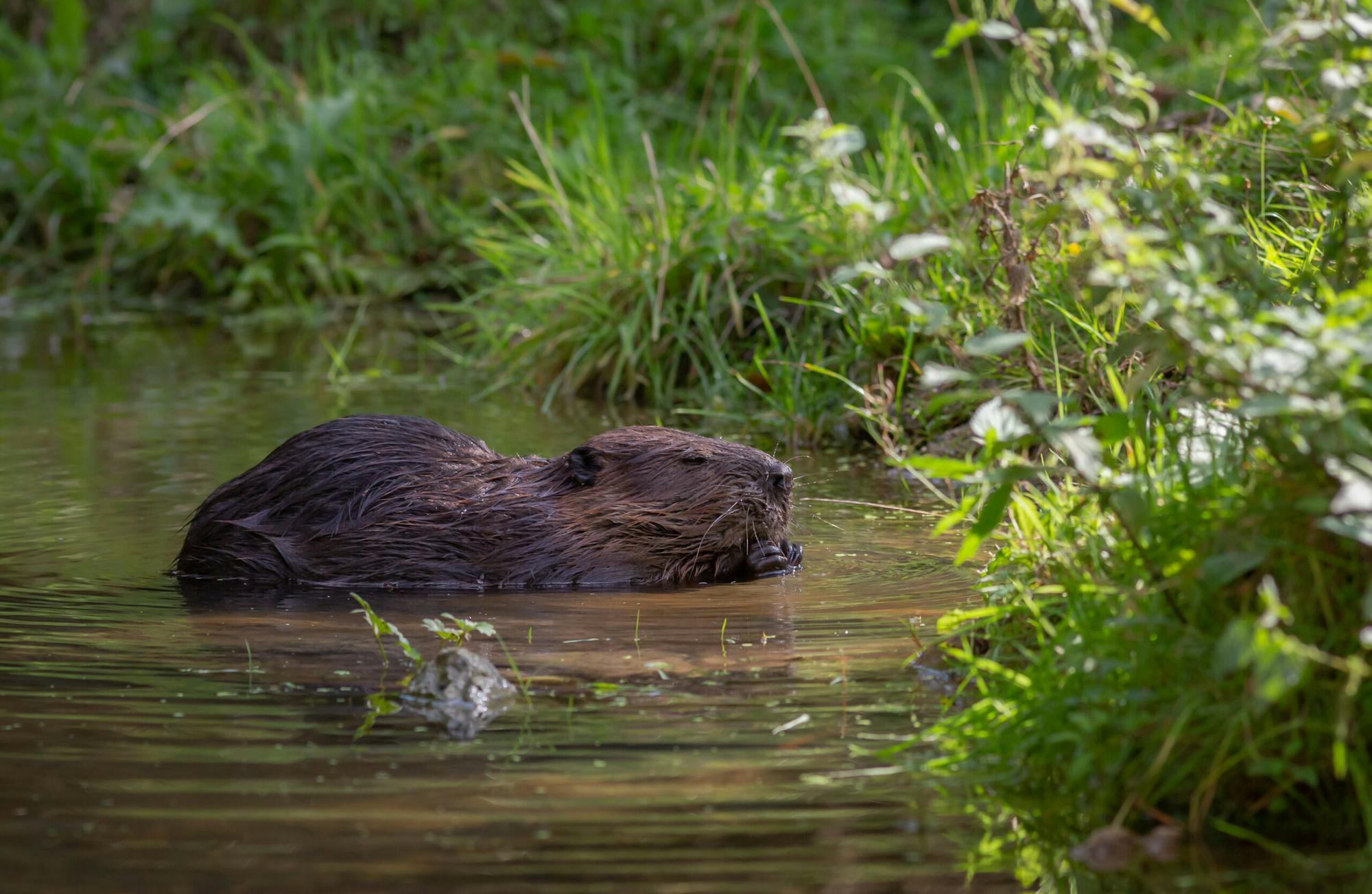 Dier in beeld: bever - Het Flevo-landschap