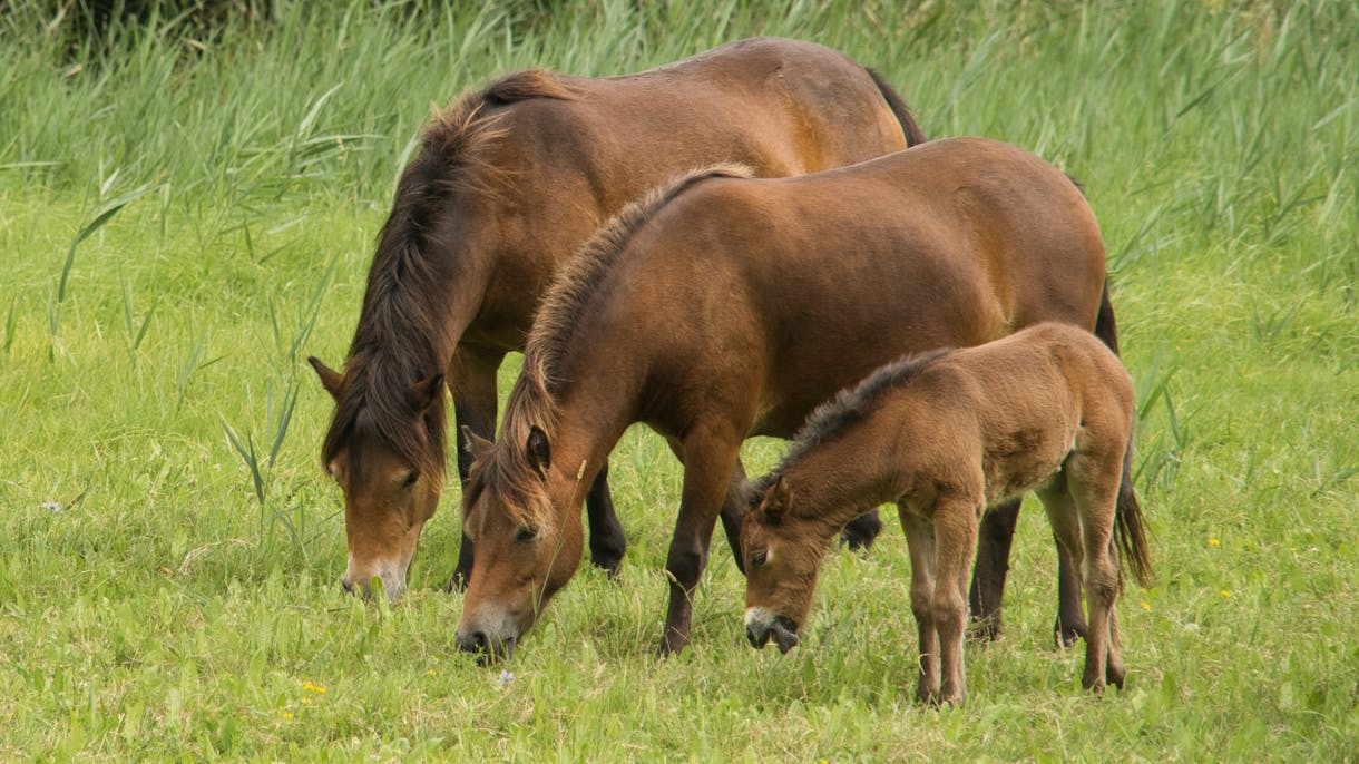 European Bison - Het Flevo-landschap